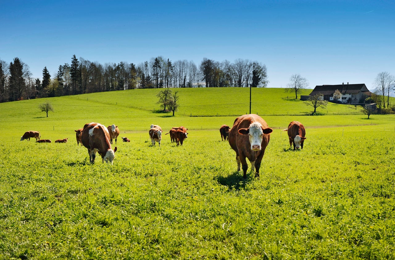 Ausflüge auf der Forch