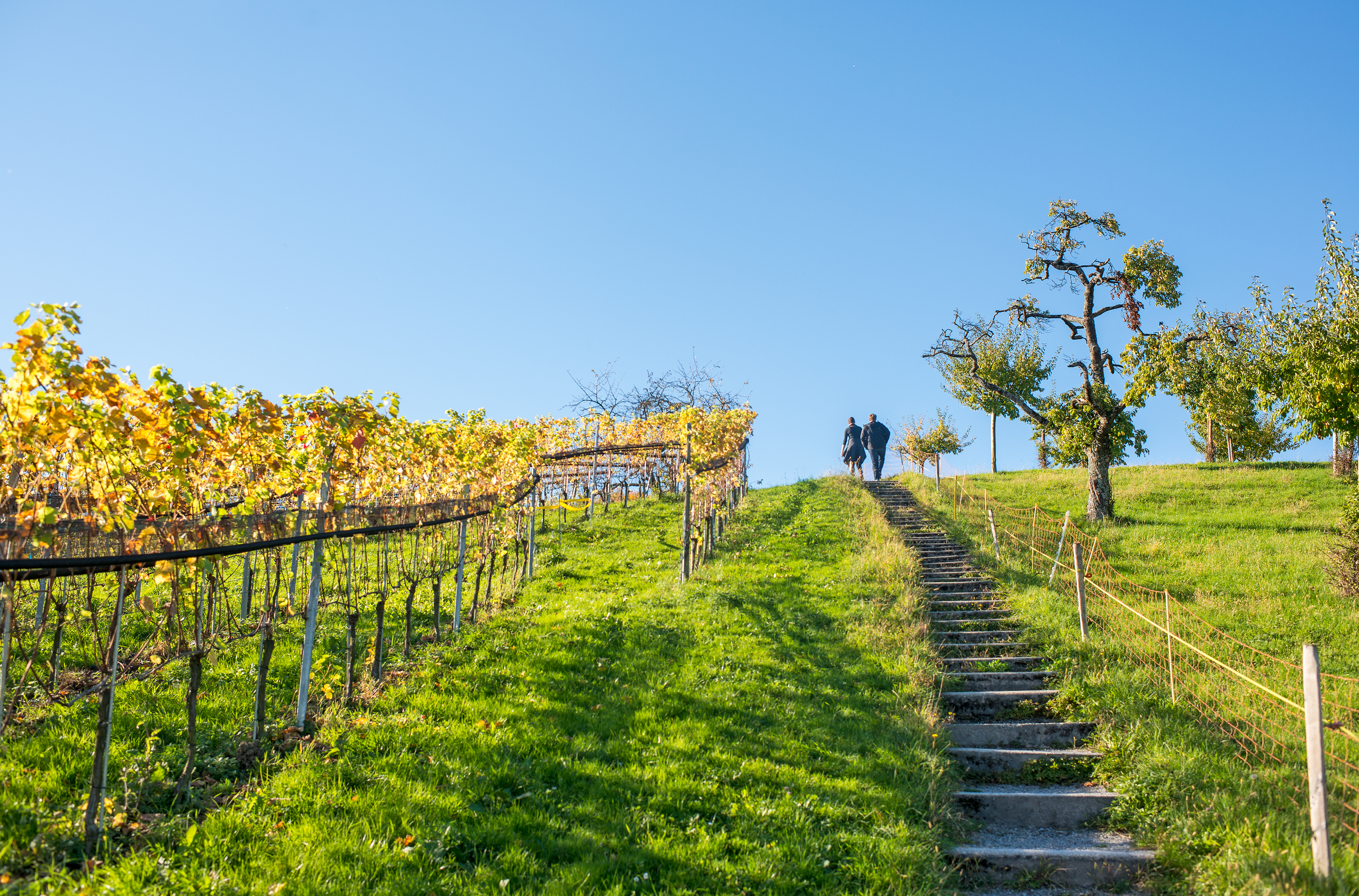 Wanderung durch die Rebberge der Goldküste | ZVV